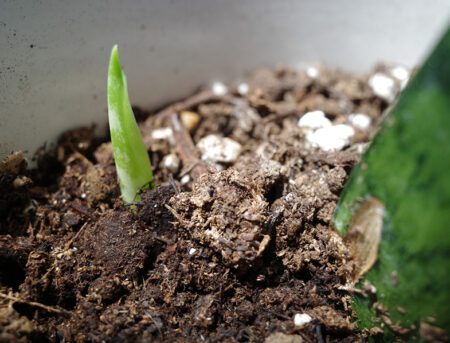 How to Propagate Snake Plant: Complete Beginner's Guide