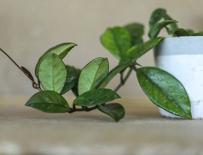 Hoya Carnosa ‘Compacta’: How to Grow & Care for “Hindu Rope Plant"
