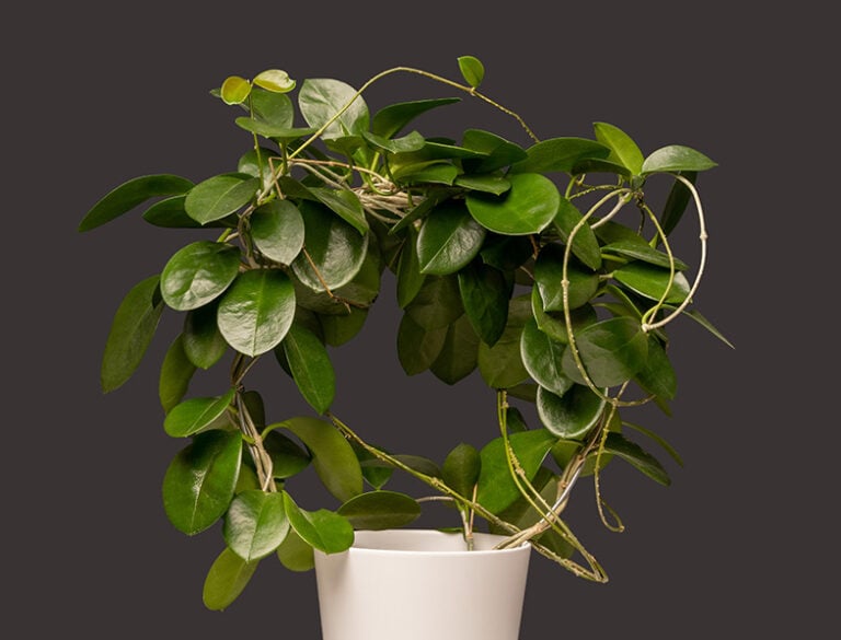 Hoya Carnosa ‘Compacta’: How to Grow & Care for “Hindu Rope Plant"