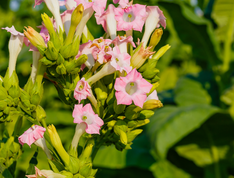 Nicotiana Alata Guide: How to Grow & Care for “Flowering Tobacco”