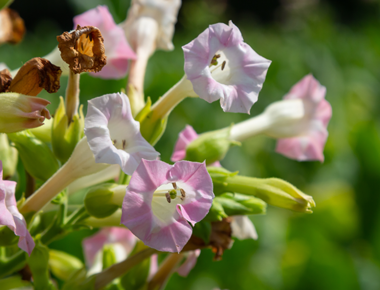 Nicotiana Alata Guide: How to Grow & Care for “Flowering Tobacco”