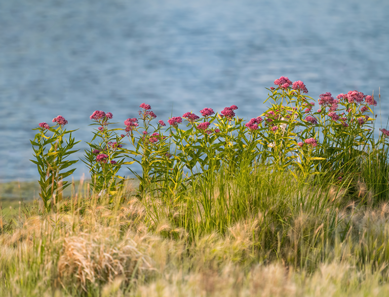 Asclepias Incarnata Guide: How to Grow & Care for “Swamp Milkweed”