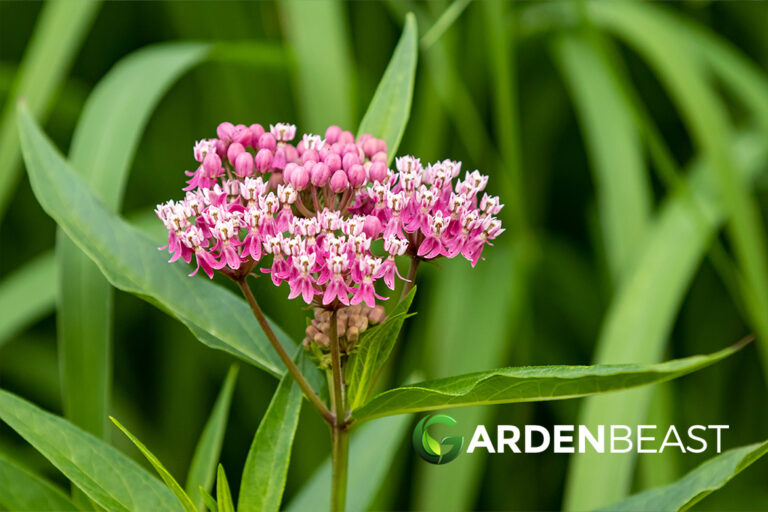 Asclepias Incarnata Guide: How to Grow & Care for “Swamp Milkweed”