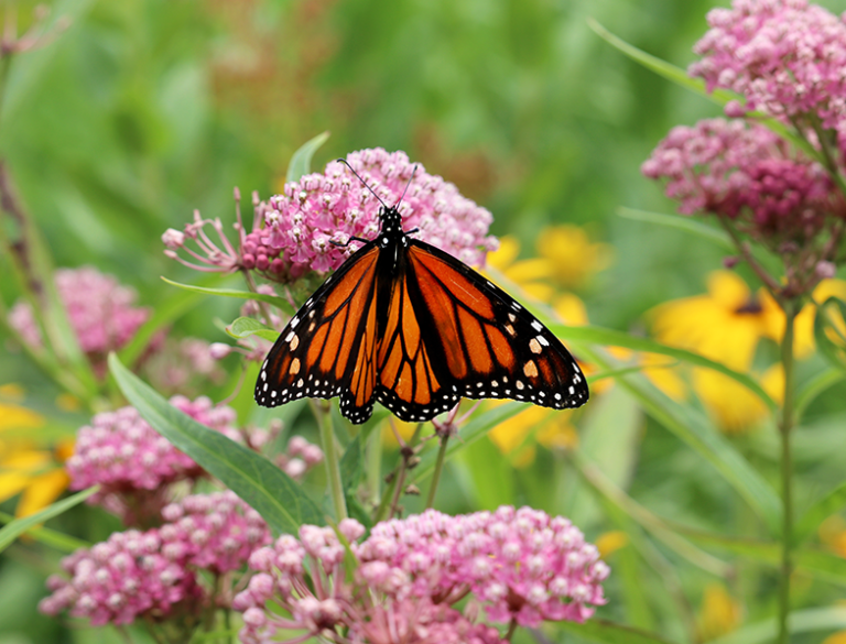Asclepias Incarnata Guide: How to Grow & Care for “Swamp Milkweed”