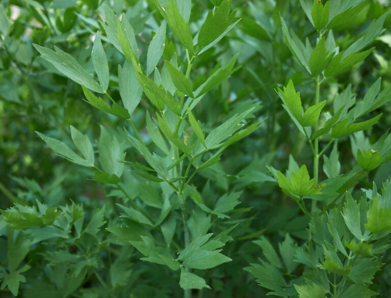 Levisticum officinale: How to Grow & Care for “Lovage”