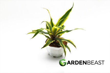 Dracaena Reflexa Guide: How to Grow & Care for "Song of India ...