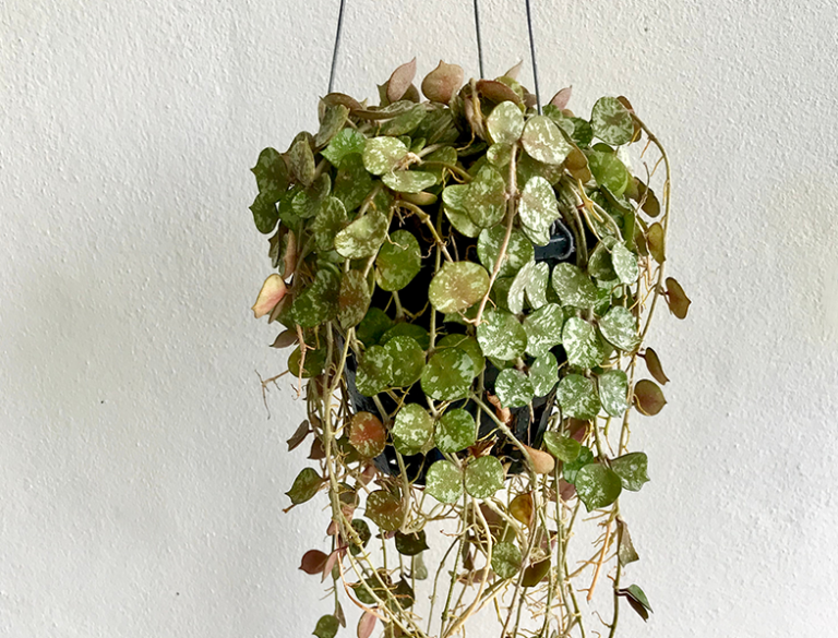 Hoya Plants: A Guide to the Top Varieties and Care Tips