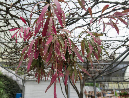 Kimnachia Ramulosa Guide: How to Grow & Care for “Red Coral Cactus ...