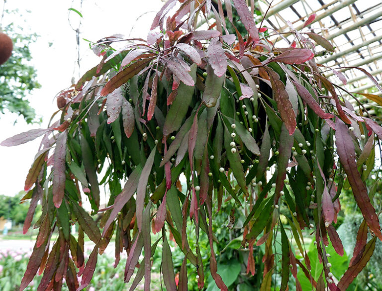 Kimnachia Ramulosa Guide: How to Grow & Care for “Red Coral Cactus ...