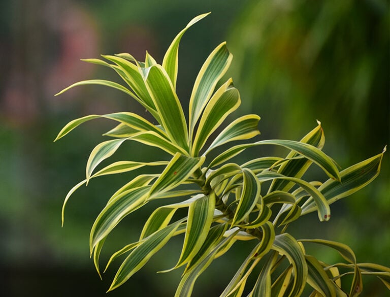 Dracaena Reflexa Guide: How to Grow & Care for "Song of India ...