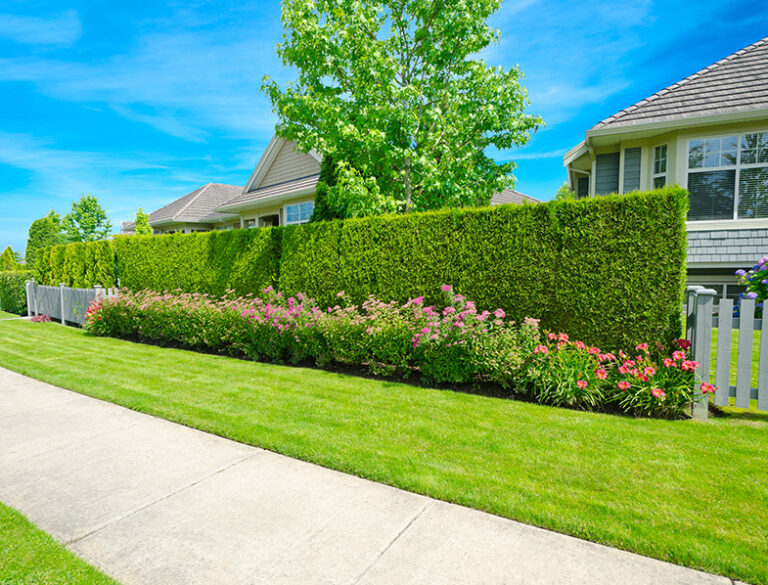 Fast Growing Hedges for Privacy: Top Picks, Growing Tips & More!