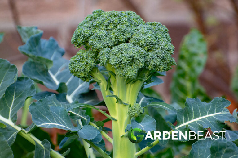 Broccoli Guide: How to Grow & Care for “Brassica Oleracea var. Italica ...