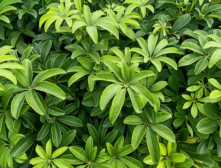Schefflera Amate Guide: How to Grow & Care for "Dwarf Umbrella Tree"