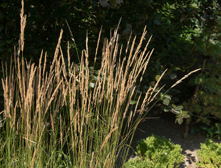 Calamagrostis Guide: How to Grow & Care for "Reed Grass" - GardenBeast