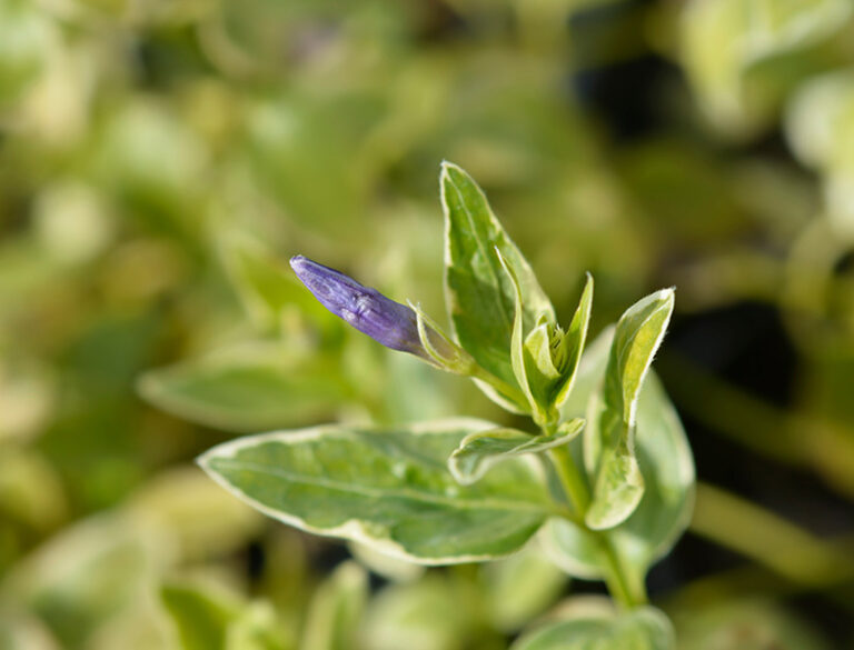 Vinca Major Guide: How to Grow & Care for “Greater Periwinkle”