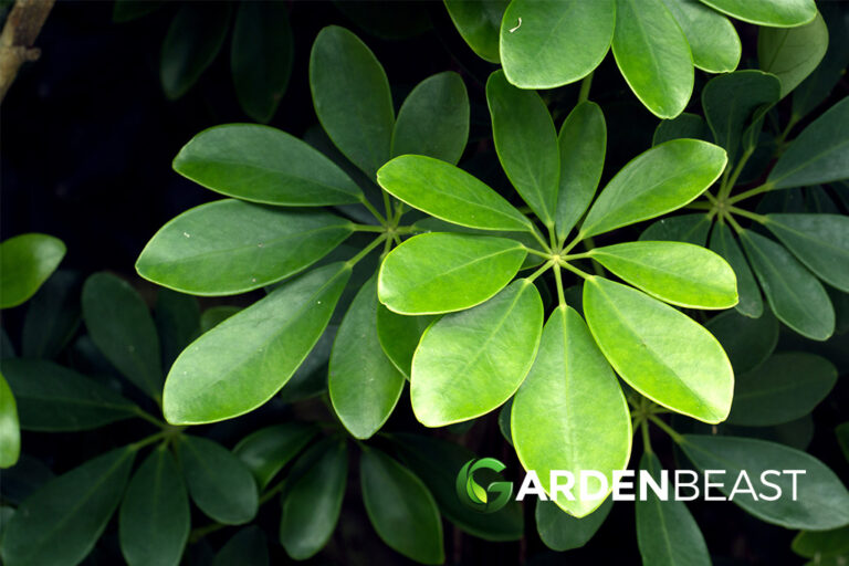 Schefflera Amate Guide: How to Grow & Care for "Dwarf Umbrella Tree"