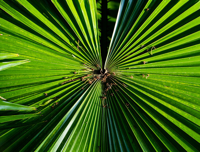 How to Grow a Fiji Fan Palm: A Step-by-Step Guide