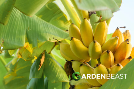 Bananas Guide: How to Grow & Care for Bananas