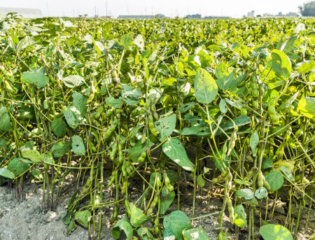 Black Beans Guide: How to Grow & Cook Black Turtle Beans