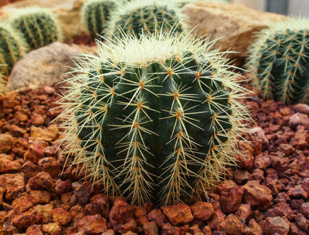 How to Grow & Care for Golden Barrel Cactus: A Comprehensive Guide