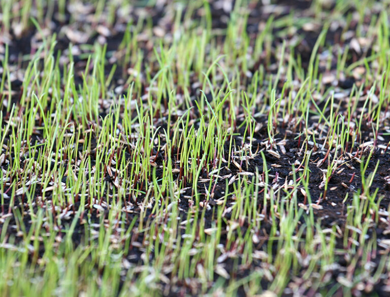 How Long Does It Take For Grass To Grow? All You Need To Know