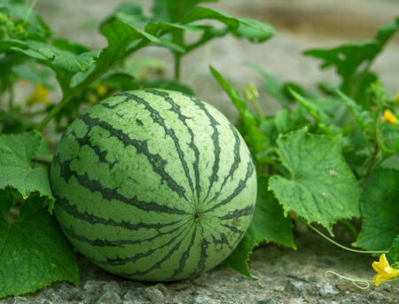 How Long Does It Take To Grow A Watermelon? All You Need To Know