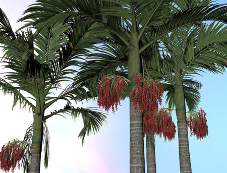 How to Grow an Alexandra Palm: A Step-by-Step Guide