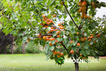 How to Grow & Care for Apricot Trees: A Comprehensive Guide