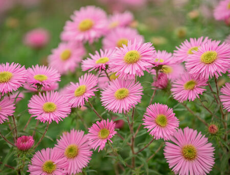 How to Grow & Care for Aster: A Comprehensive Guide