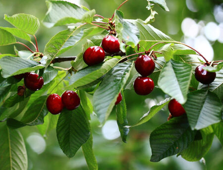 How to Grow & Care for Cherry Trees: A Comprehensive Guide