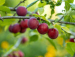 How to Grow & Care for Plum Trees: A Comprehensive Guide