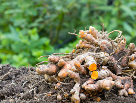 How to Grow Turmeric: All You Need To Know