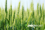 How to Grow Wheat: All You Need To Know