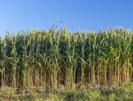 How to Grow Wheat: All You Need To Know