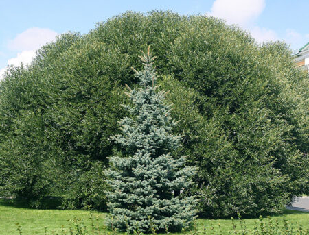 How to Grow a Colorado Blue Spruce Tree: A Step-by-Step Guide