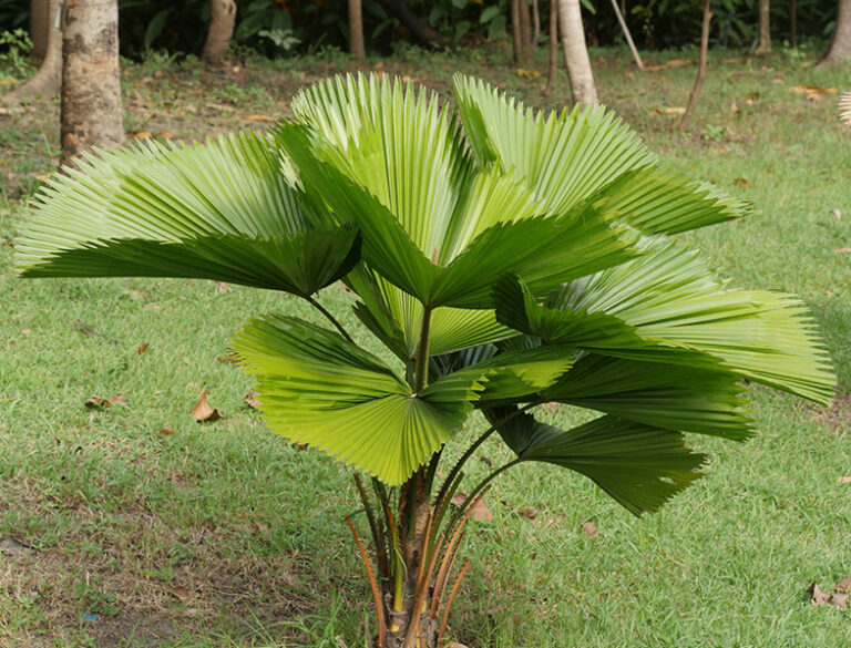 How to Grow a Fiji Fan Palm: A Step-by-Step Guide