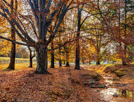 How to Grow an American Beech Tree: A Step-by-Step Guide