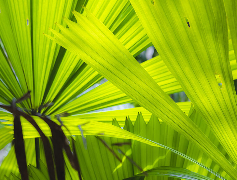 How to Grow an Australian Fan Palm: A Step-by-Step Guide