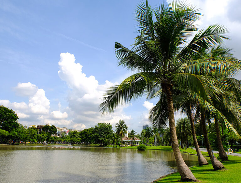 How to Grow the Carpentaria Palm: A Step-by-Step Guide
