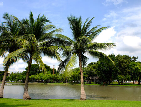 How to Grow the Carpentaria Palm: A Step-by-Step Guide