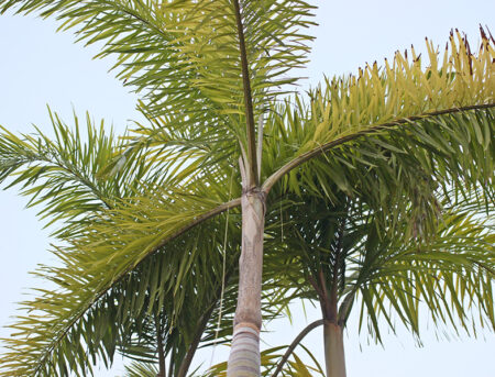 How to Grow the Carpentaria Palm: A Step-by-Step Guide