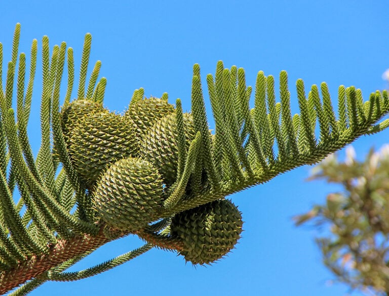 Norfolk Island Pine Guide: How to Grow & Care for "Araucaria heterophylla"
