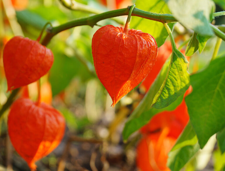 Physalis alkekengi Guide: How to Grow & Care for "Chinese Lantern"