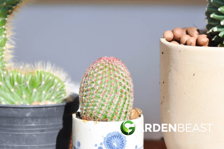 How to Grow & Care for Rainbow Cactus: A Comprehensive Guide