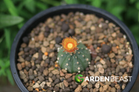 How to Grow & Care for Sea Urchin Cactus: A Comprehensive Guide