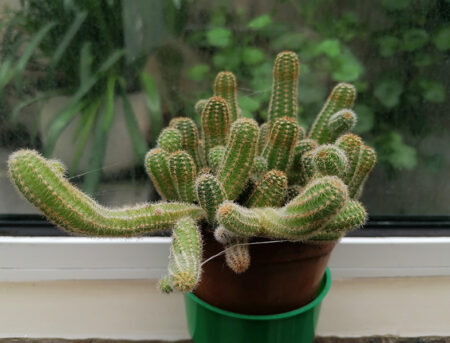 How to Grow & Care for Peanut Cactus: A Comprehensive Guide
