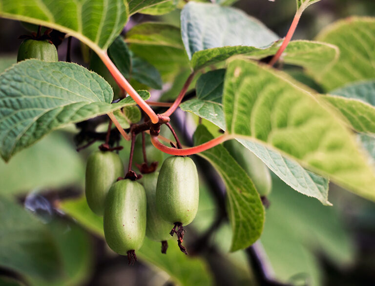 How to Grow & Care for Hardy Kiwi: Complete Guide