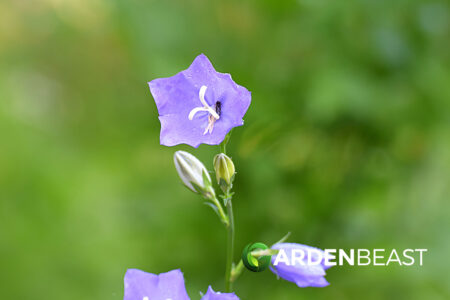 How to Grow & Care for Blue Bell Flowers: Complete Guide