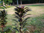 How to Grow & Care for Hawaiian Ti Plants: Complete Guide