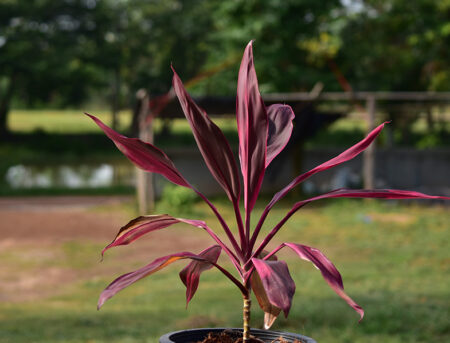 How to Grow & Care for Hawaiian Ti Plants: Complete Guide